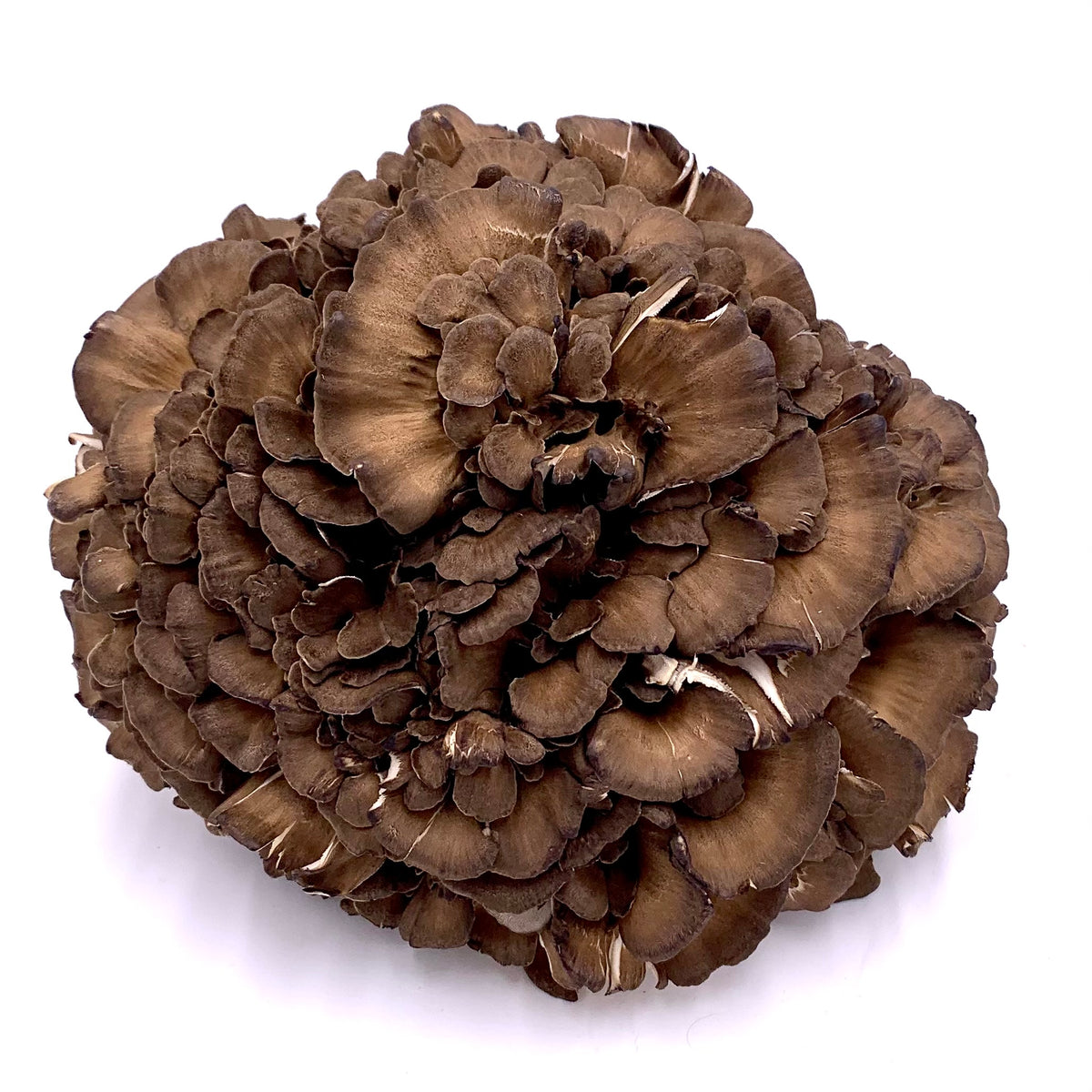 Maitake Fresh Mushrooms – River Valley Ranch & Kitchens